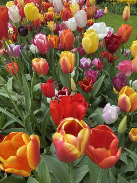 Tulipan 'Triumph Mix' 7 stk. store proffløk str. 12/+ (lev. uke 40 ...